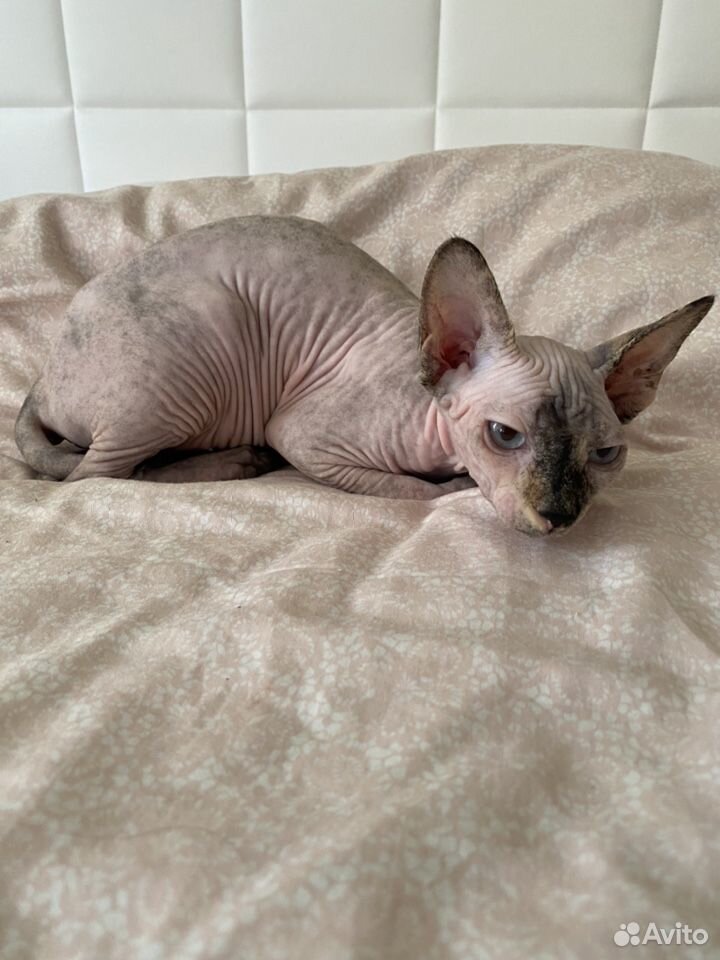 Котёнок сфинкс