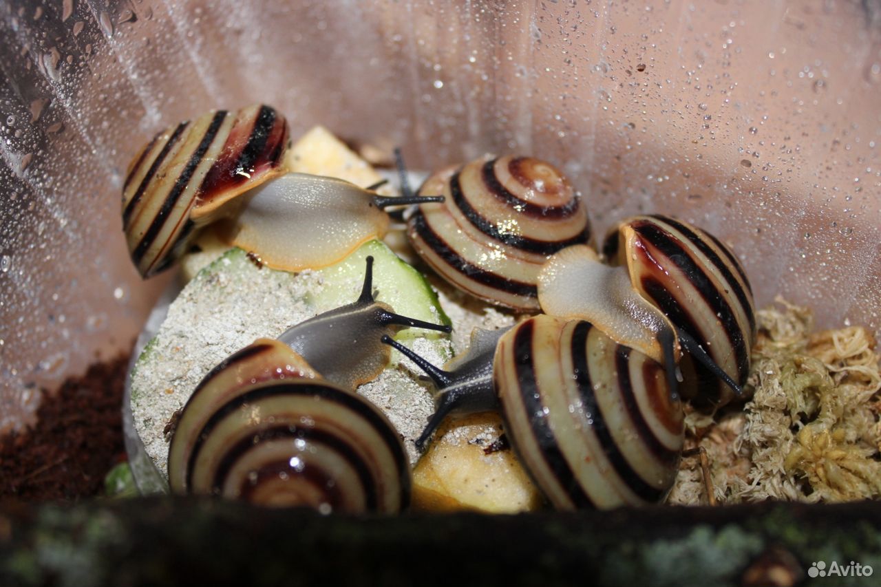 Сухопутные улитки