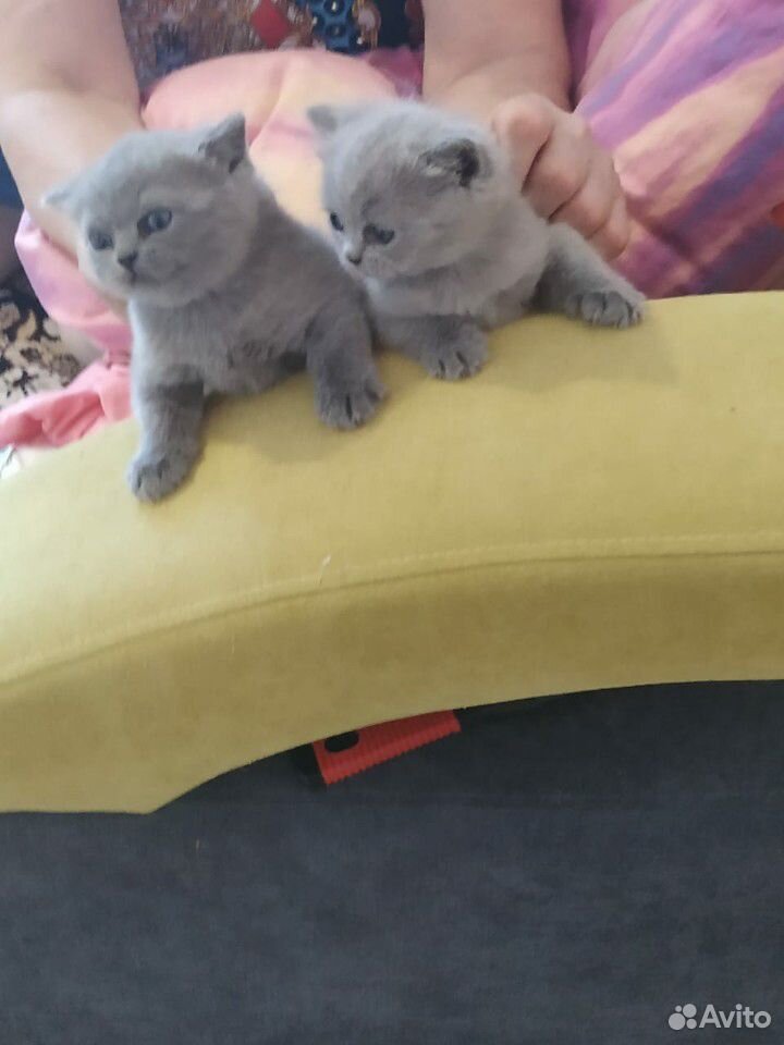 Британская