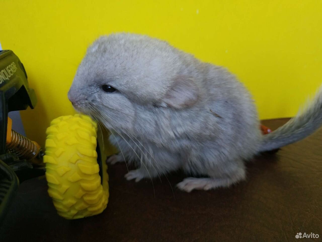 Шиншилла