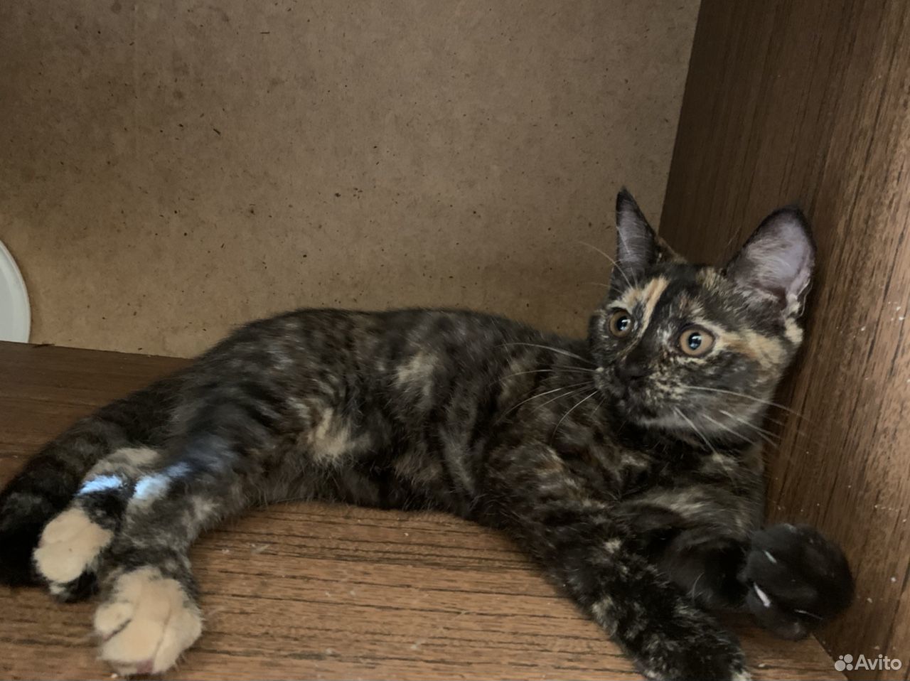 Котёнок в добрые руки