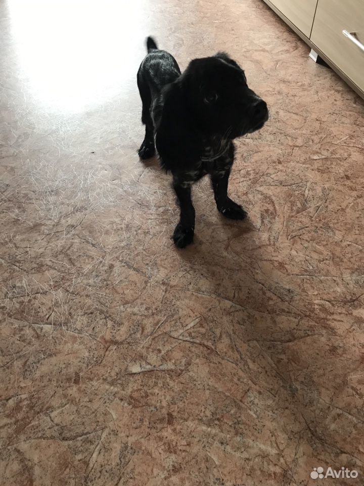 Собака русский охотничий спаниель, 4 мес