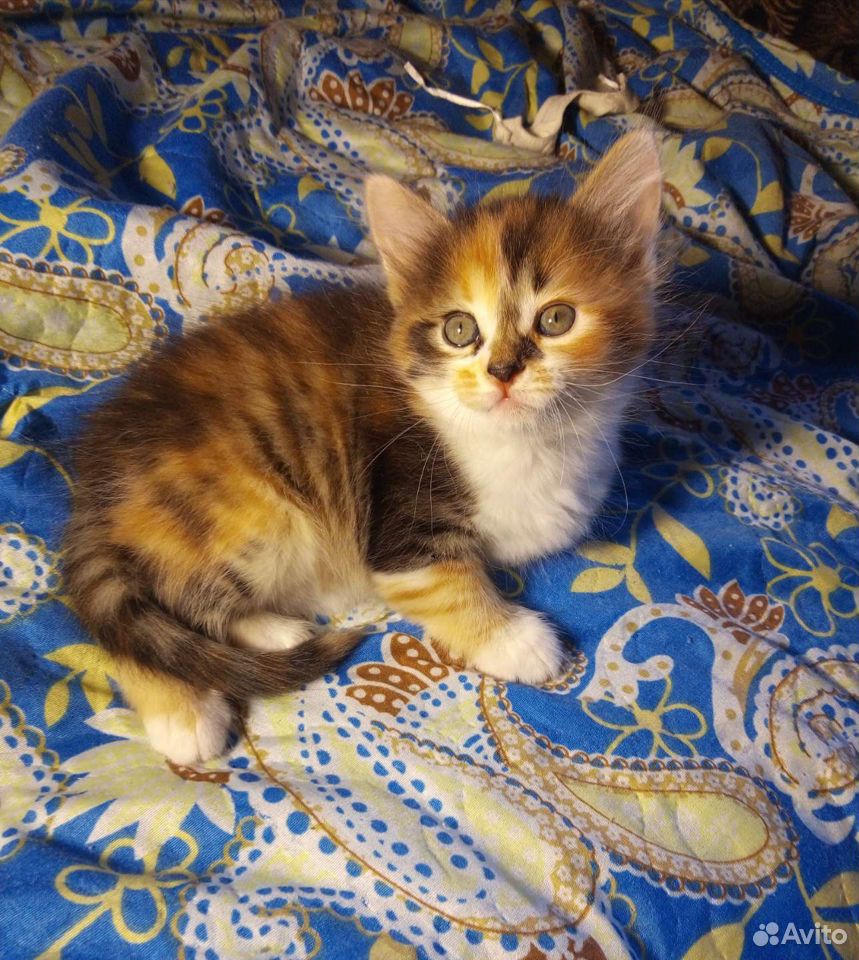 Трехцветная кошечка