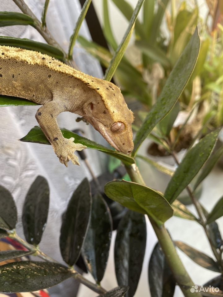 Пара бананоедов