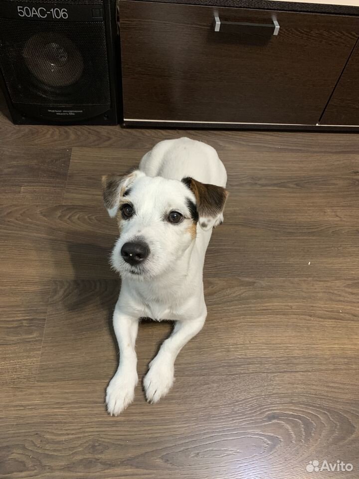 Джек Рассел терьер вязка