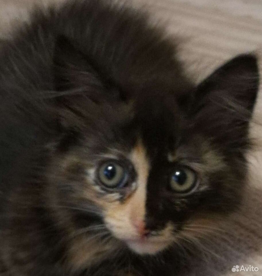 Котенок