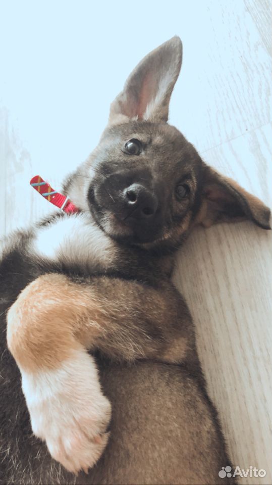 Щенок, девочка 1,5 месяца. Помогу со стерилизацией