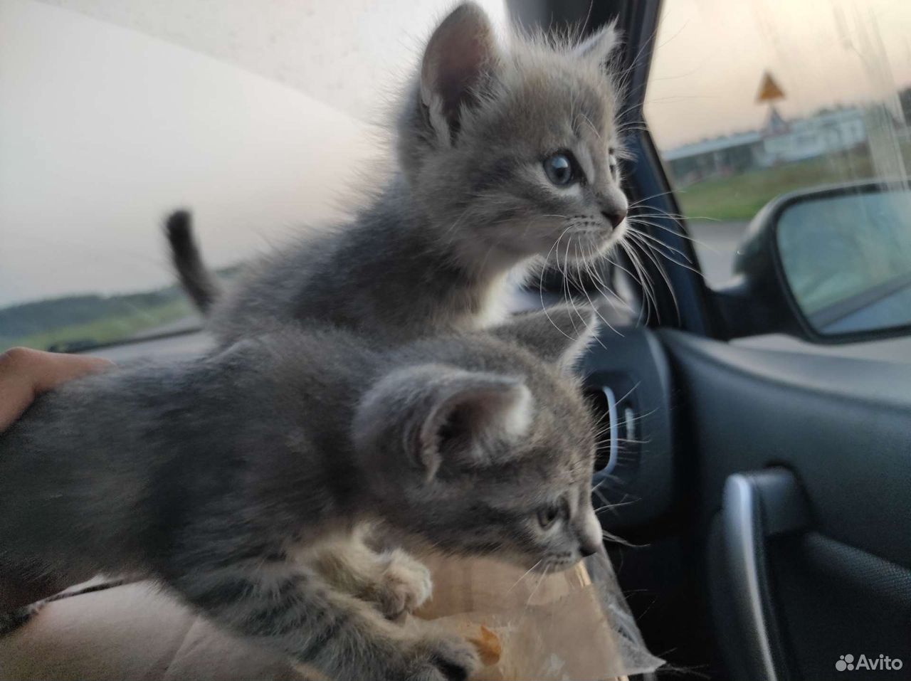 Котенок девочка