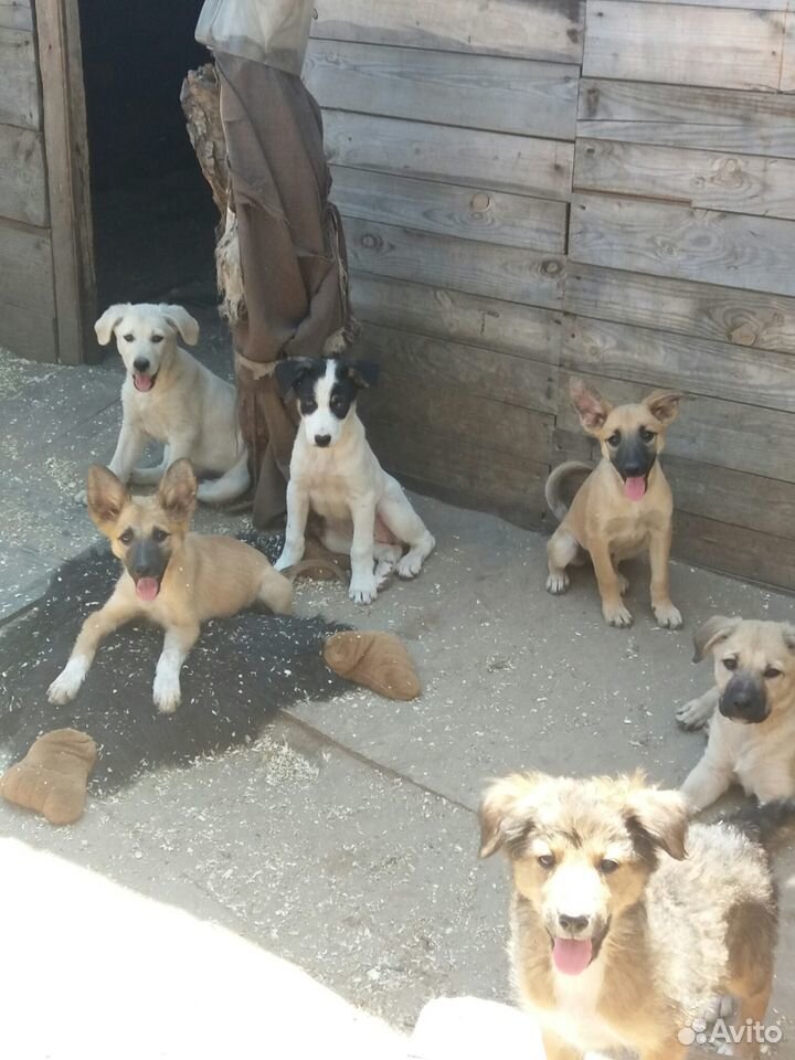 Щенки в добрые руки