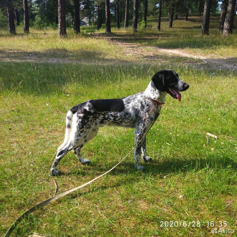 Ищет дом щенок подросток не крупной собаки Арон
