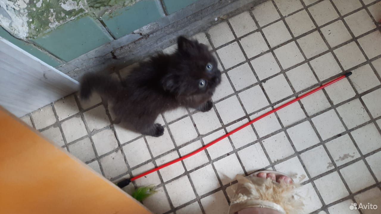 Черный котенок (девочка 1мес.)