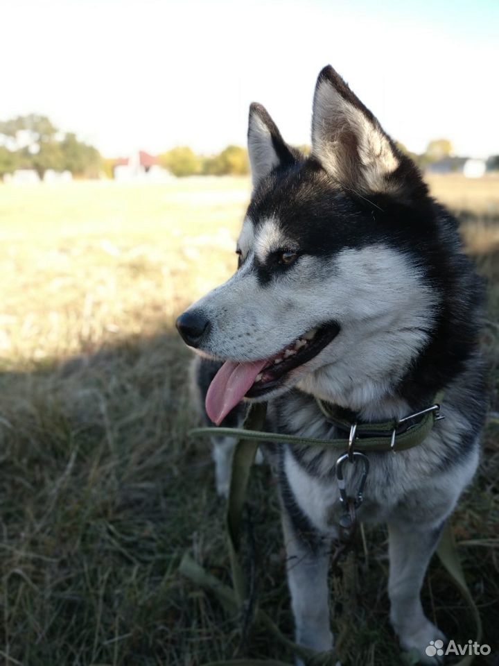 Сибирский хаски