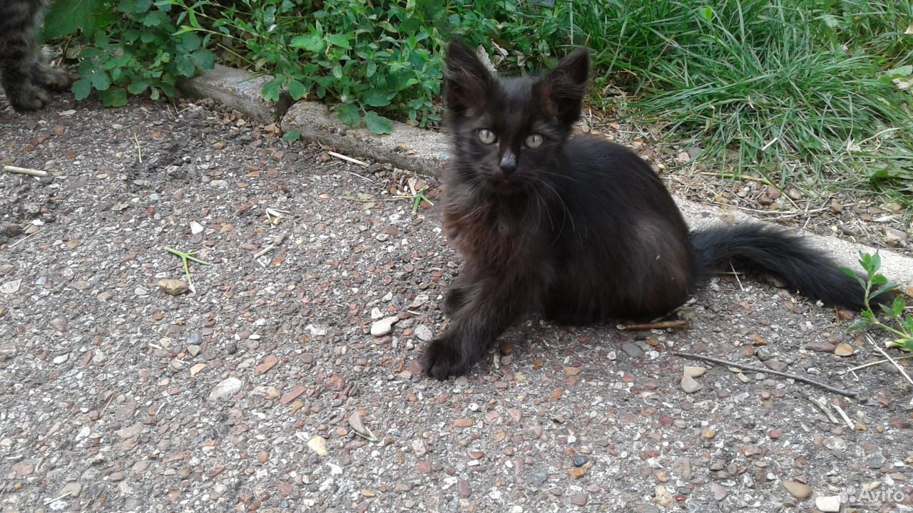 В добрые руки