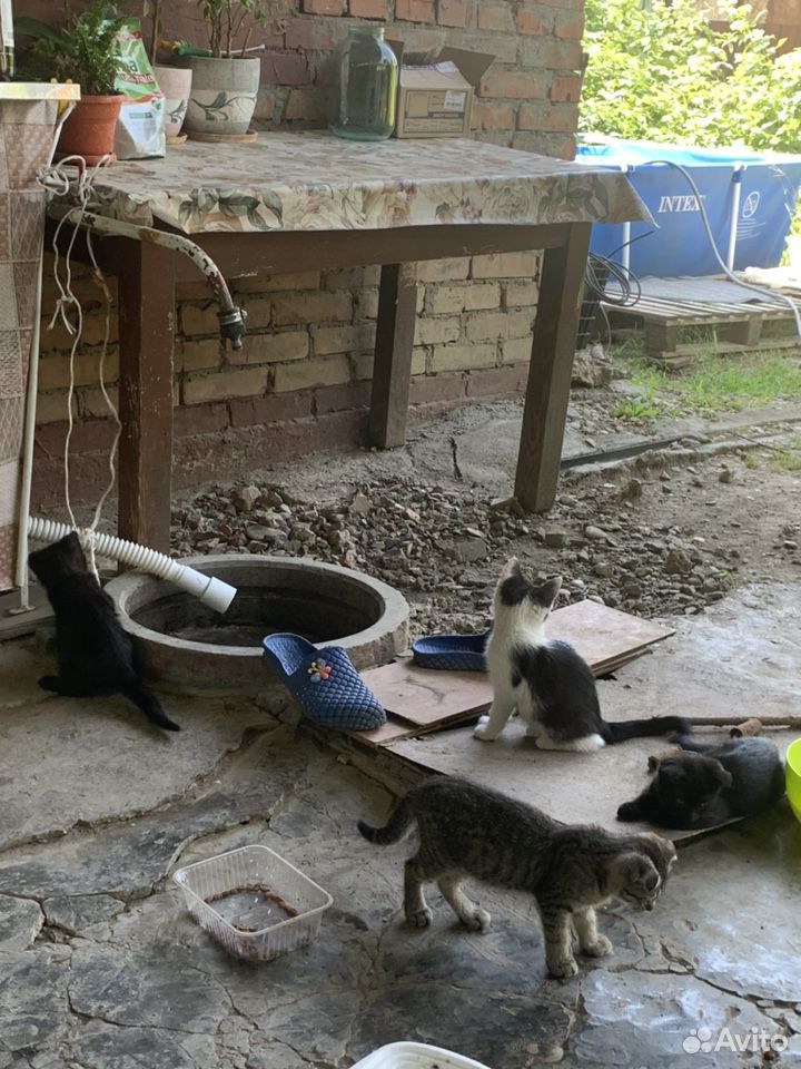 Отдам котят в добрые руки. На половину шотландцы