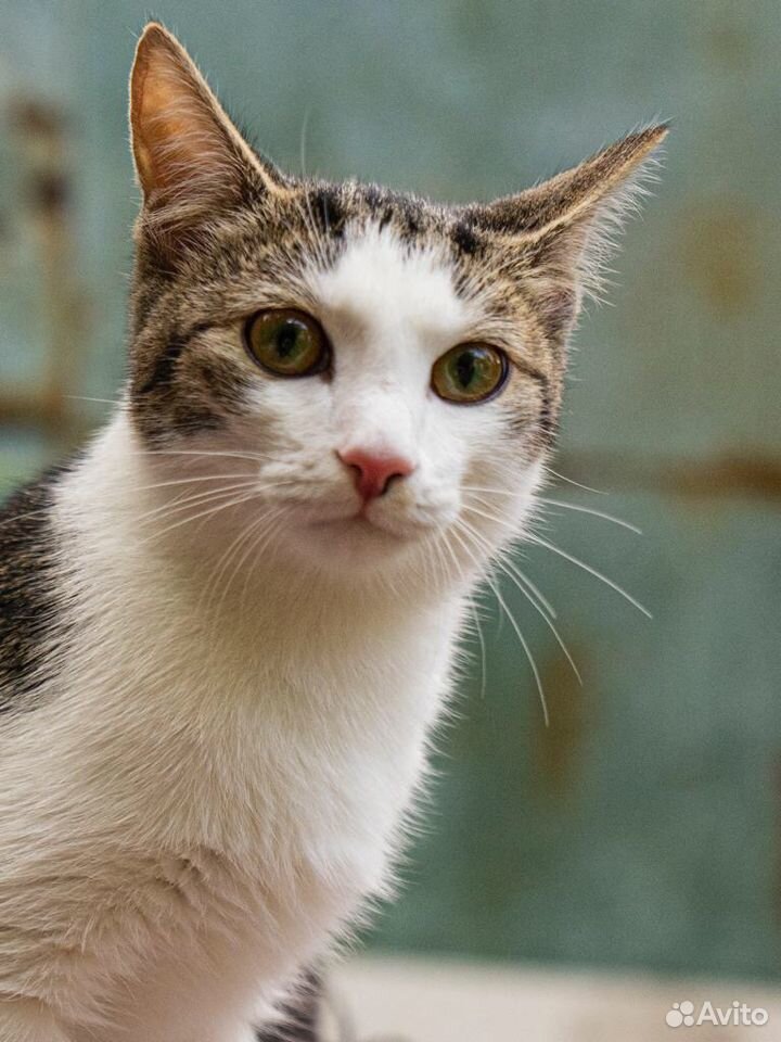 Котёнок Гоша ищет хозяина. Отдалим в хорошие руки