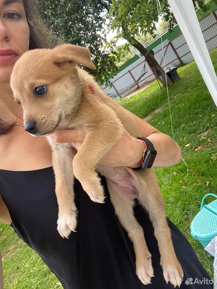 Щенок Рыжуля