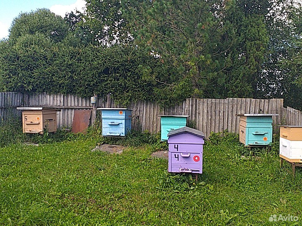 Ульи с пчелами