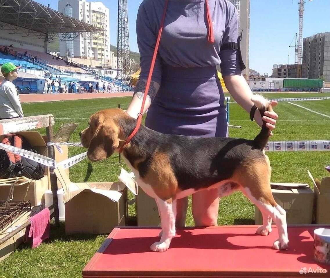 Чемпион кобель приглашает на вязку