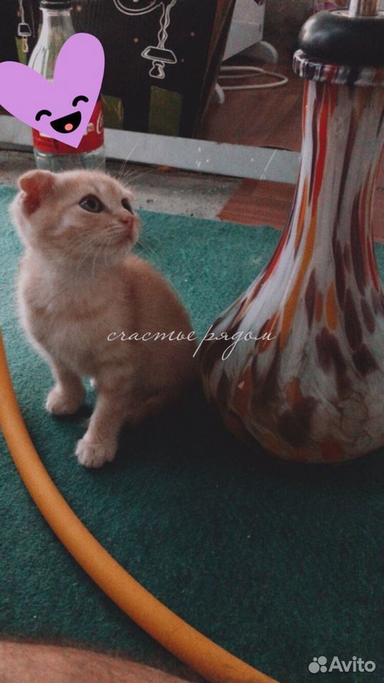 Котёнок Симба