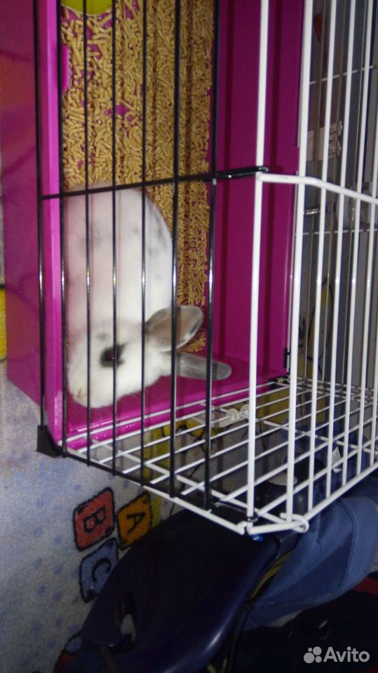 Кролик девочка 5 месяцев