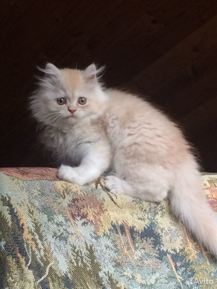 Персидский классический котик