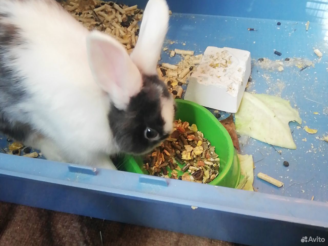 Продается кролик девочка