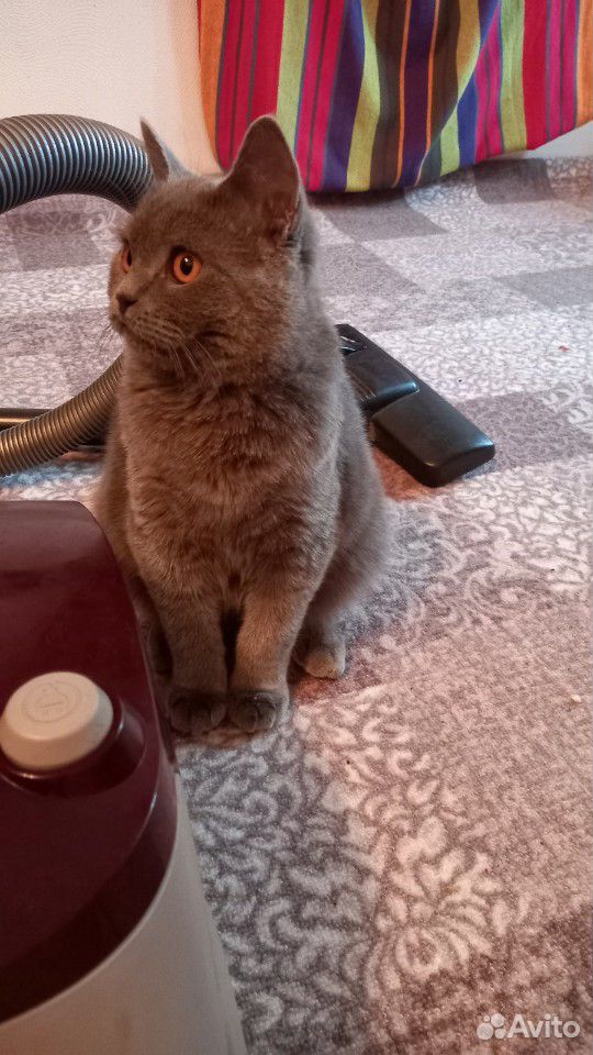 Кот скотиш страйд