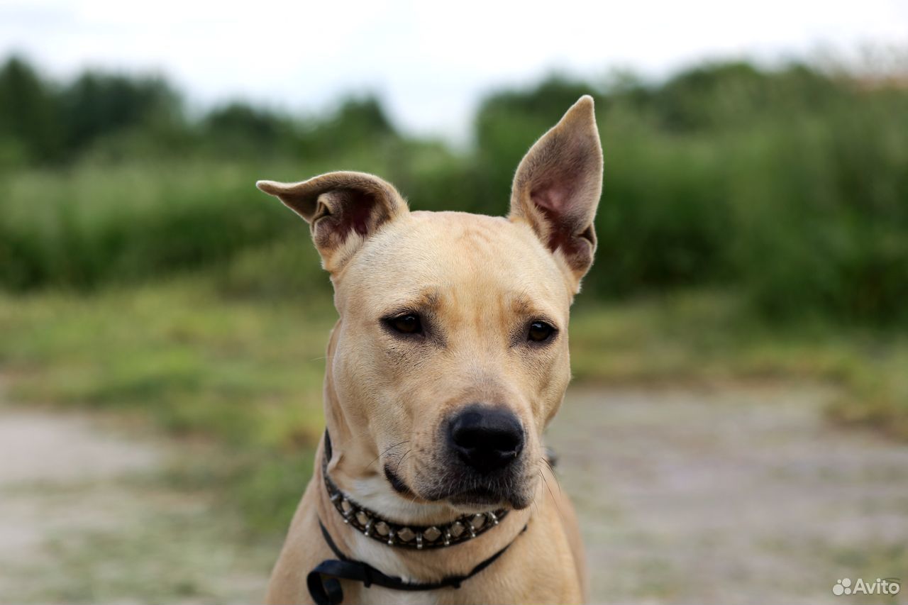 Очаровательная Вассаби в добрые руки