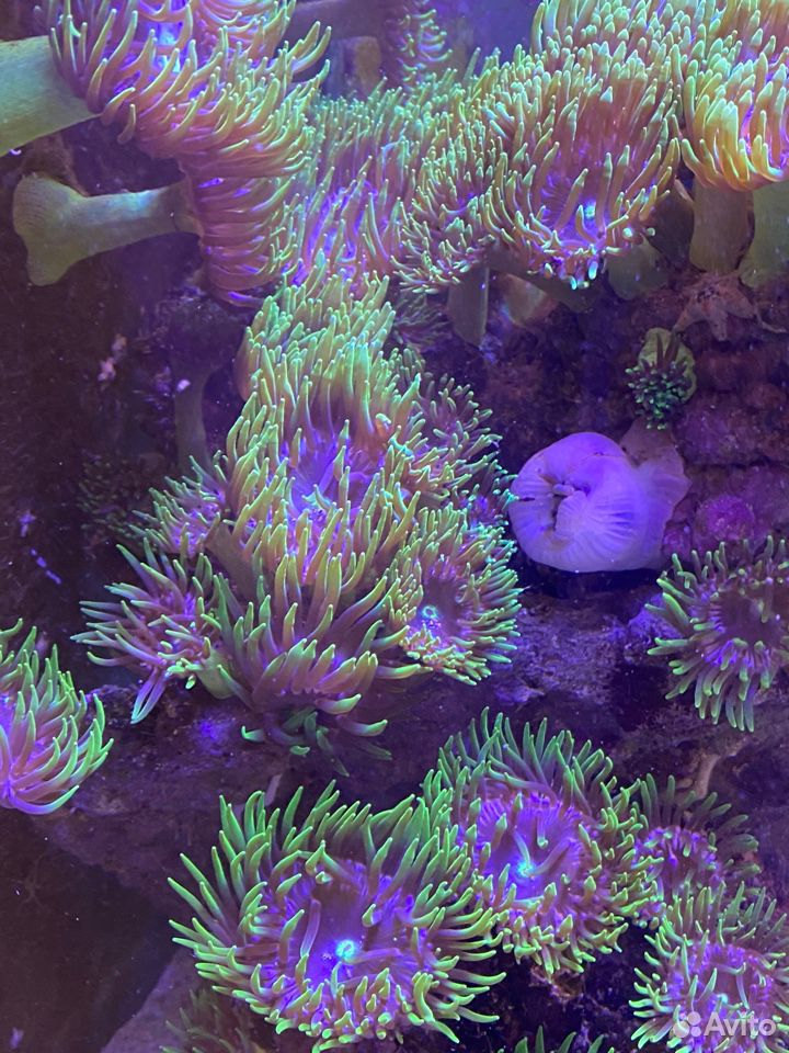 Продам маяны и актинии (морской авариум)