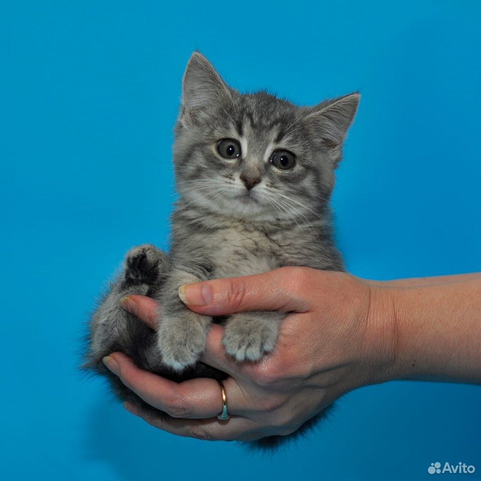 Очаровательная кошечка в добрые руки