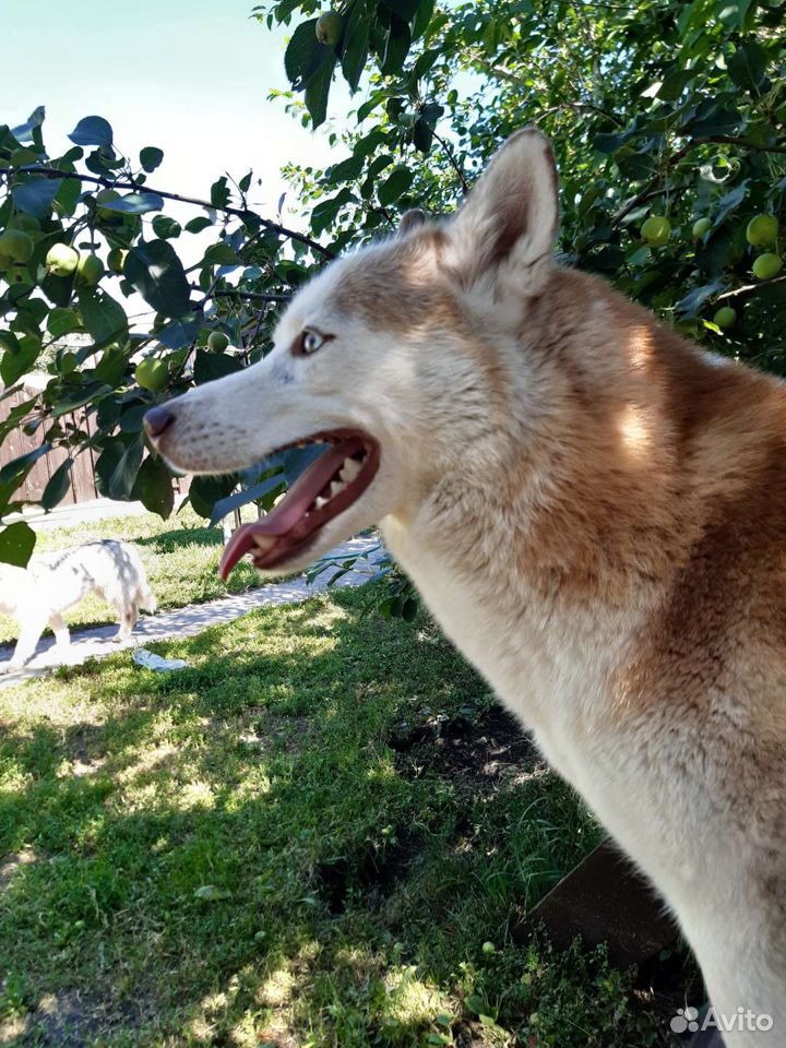 Хаски для вязки