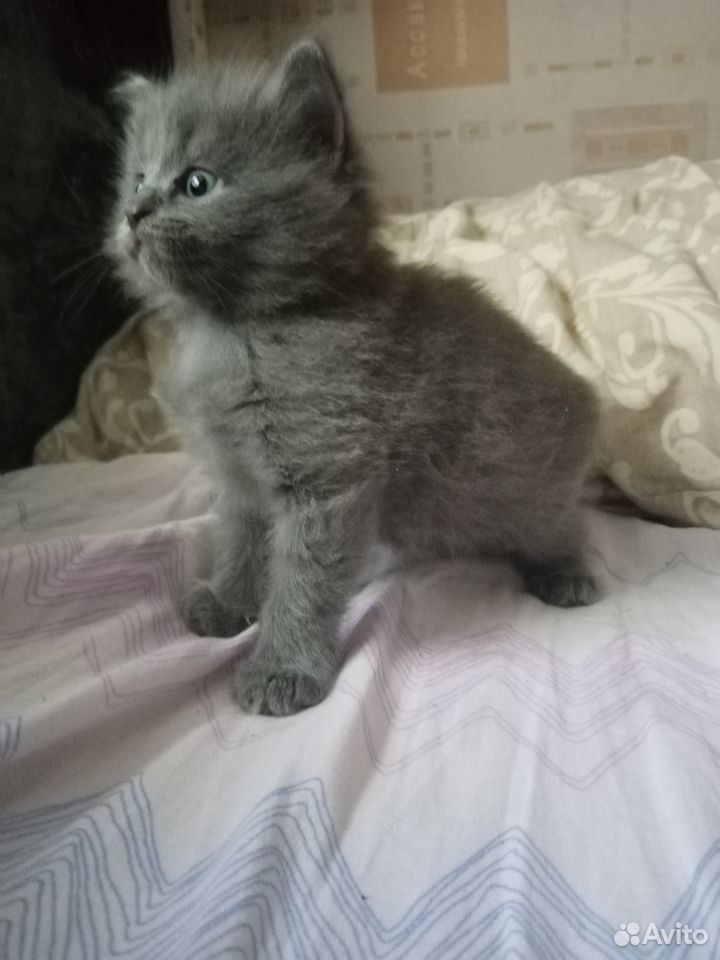 Кошки британские