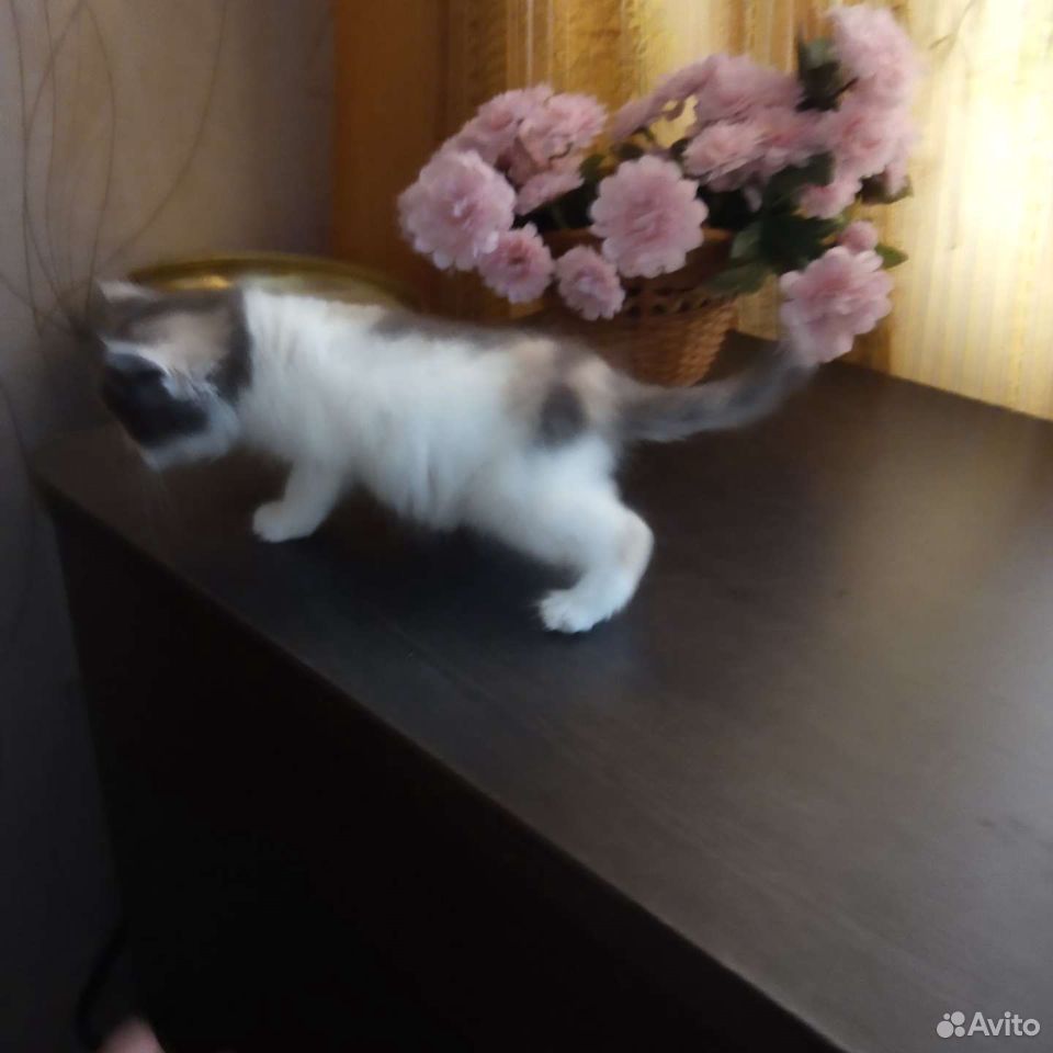 Кошка