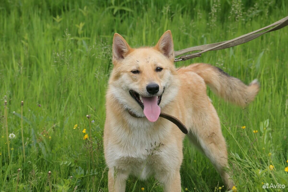Метиска лайки в дар