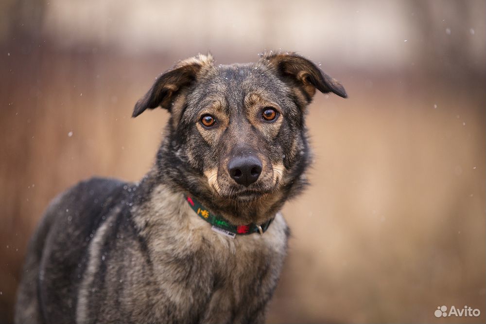 Крайне умная собачка Эрика в добрые руки