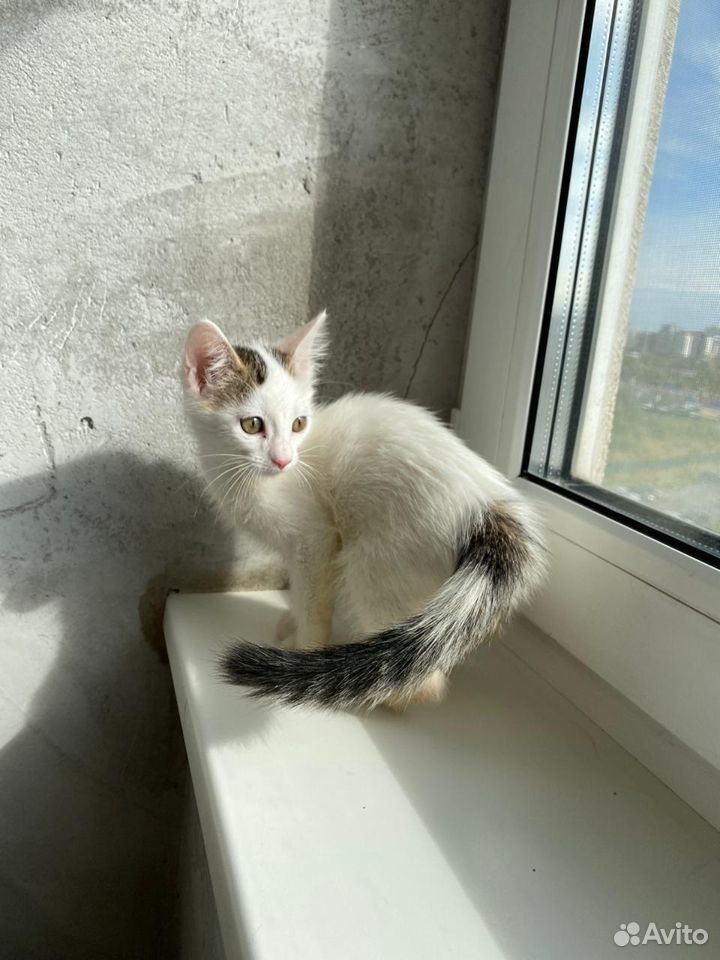 Котенок Белочка в дар 2,5 мес