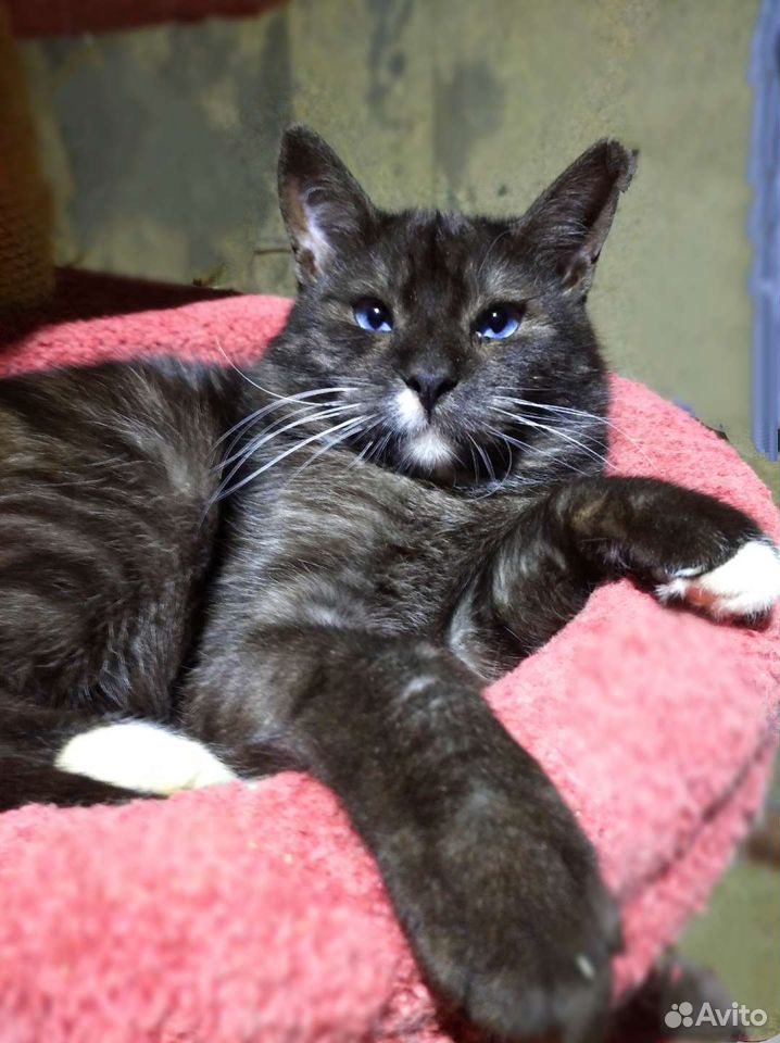 Алтайская голубоглазка