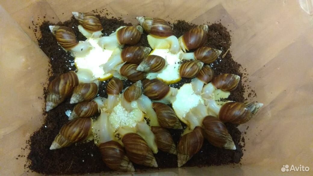 Улитки Ахатины