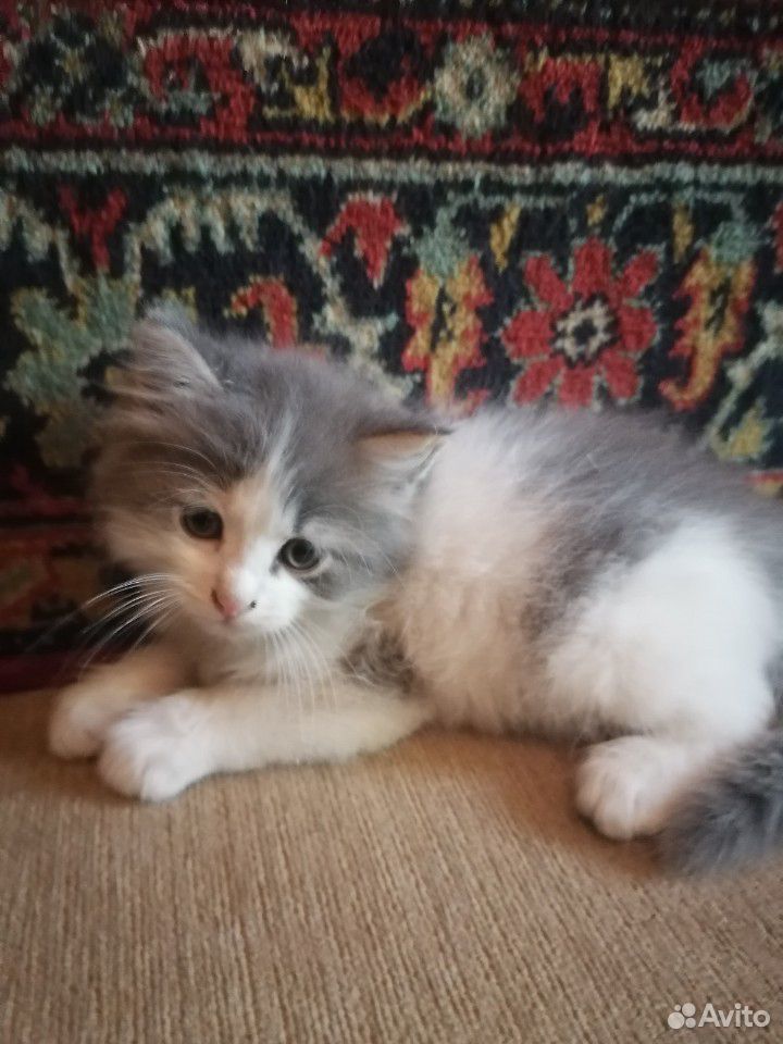 Котята норвежская лесная