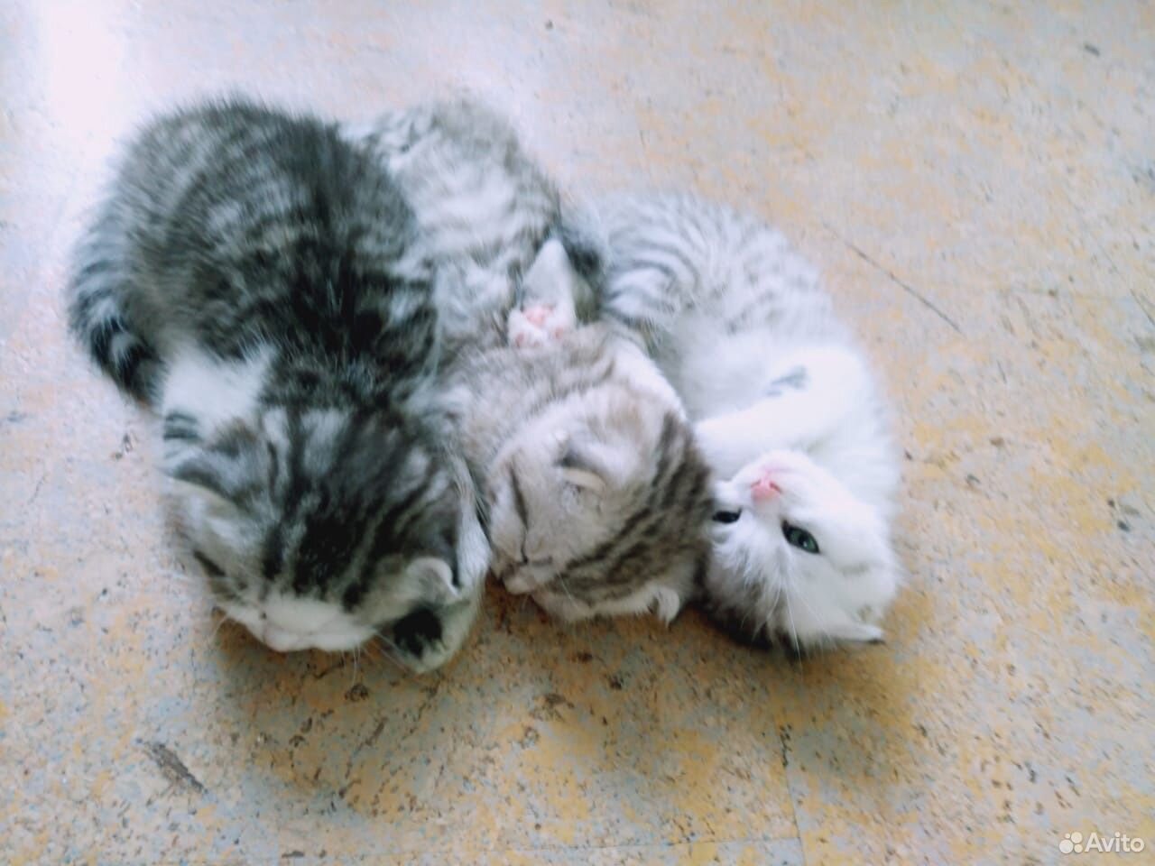 Котята Шотландские