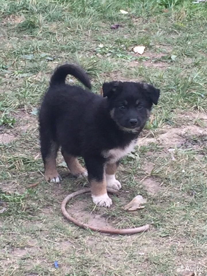 Овчаристых малышей в дар
