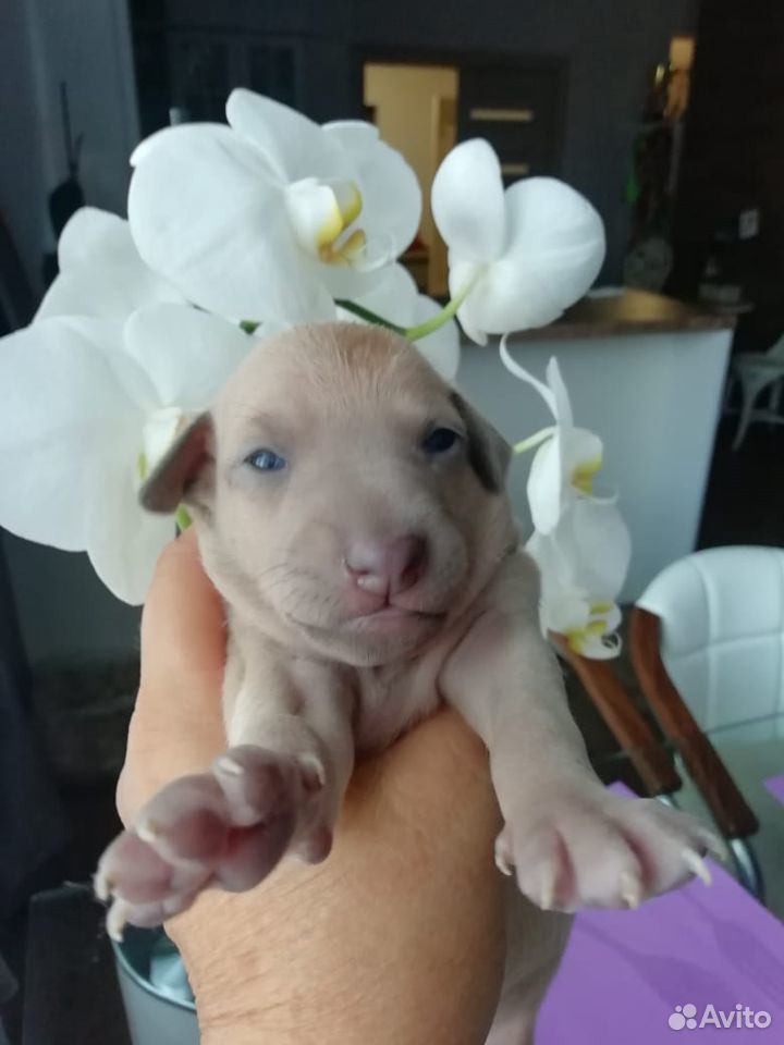 Щенки левретки
