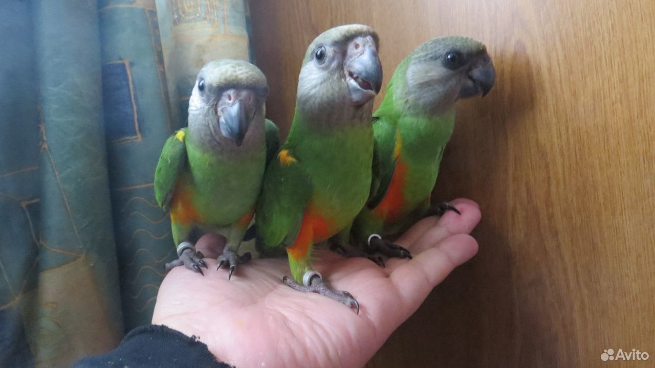 Птенцы сенегальских попугаев