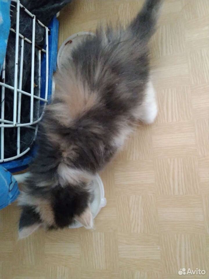 Котенок