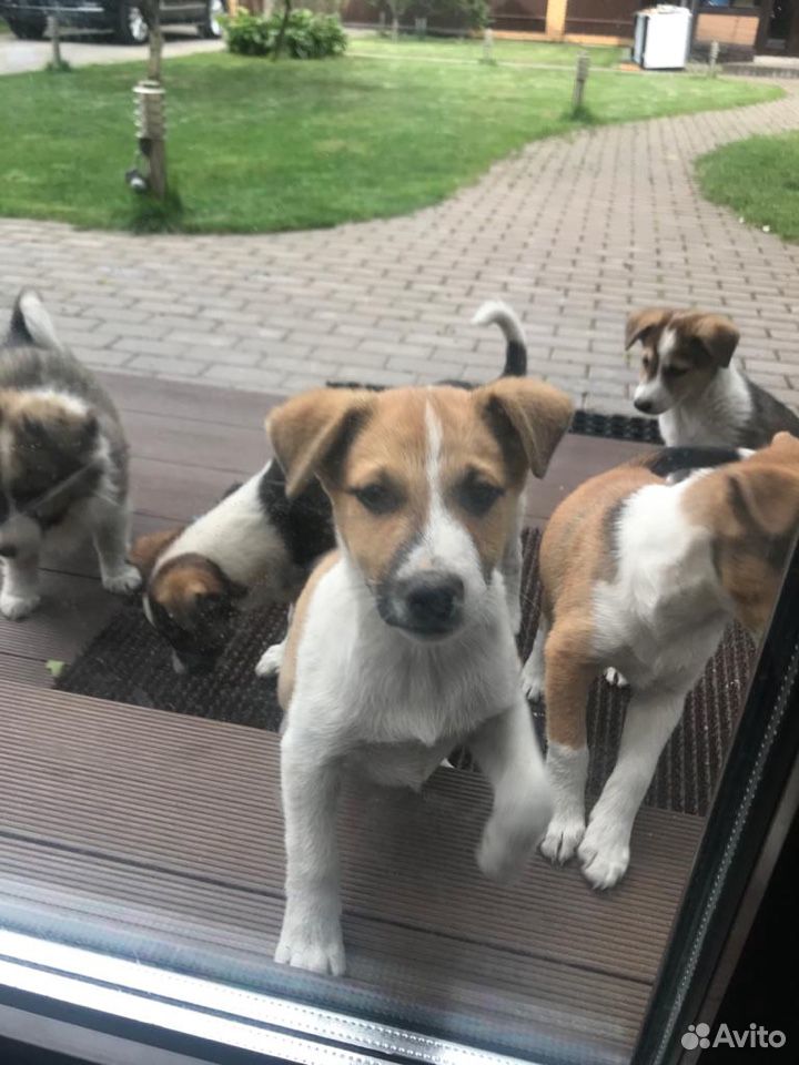 Щенки джек Рассел терьера