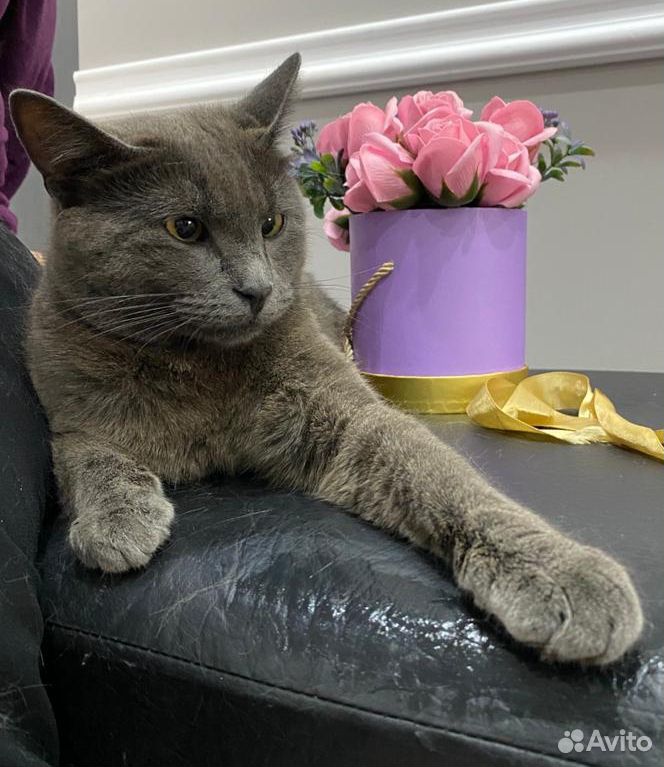 Одинокий раскосенький котик ищет дом