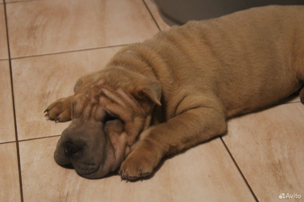 Изабелловый принц