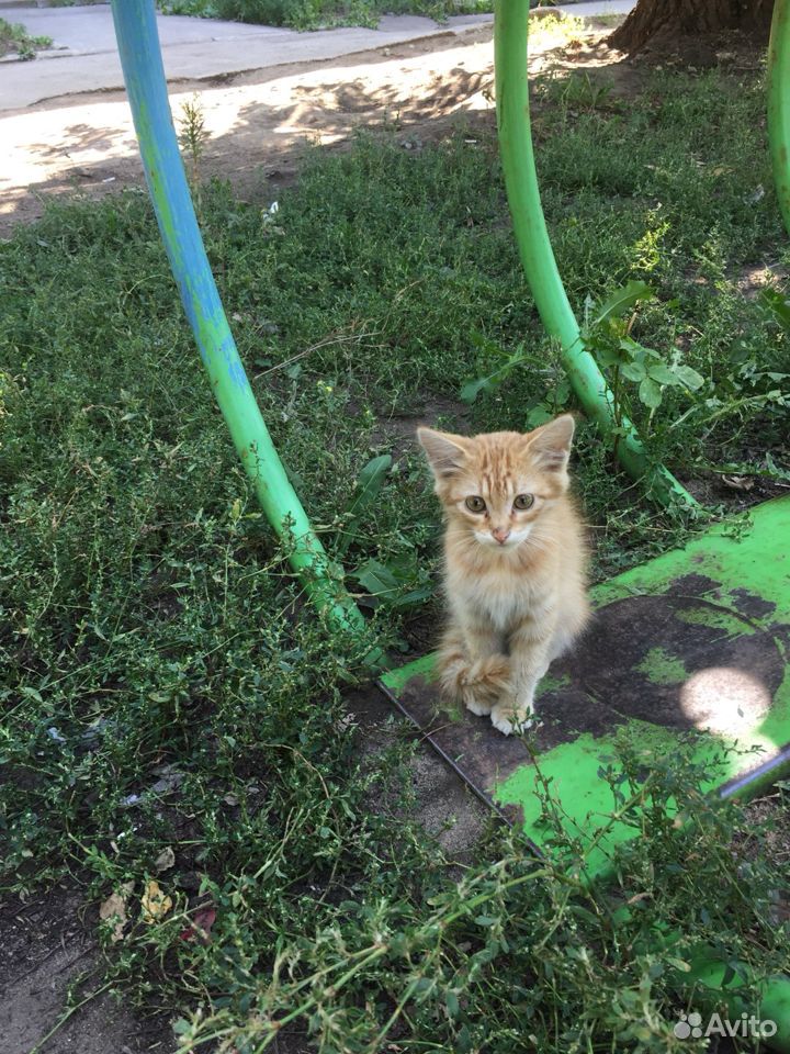 Отдам бесплатно рыжего котёнка 2 месяца