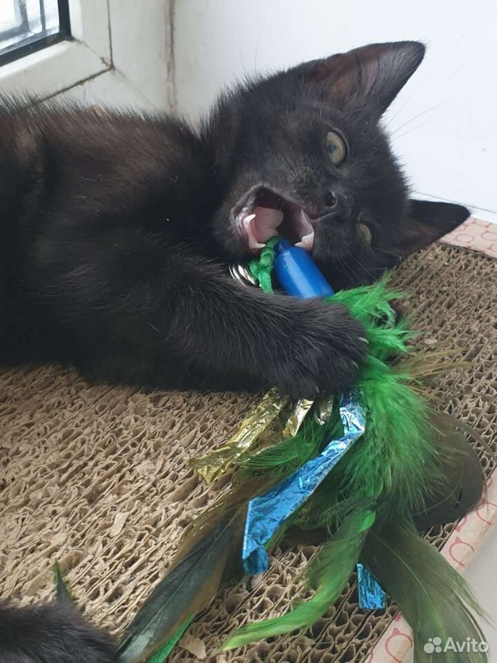 Шоколадная принцесса