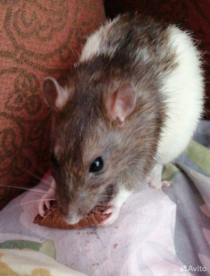 Отдам крысу бесплатно